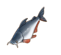 Basa - Story of Seasons: Grand Bazaar - StratsWiki